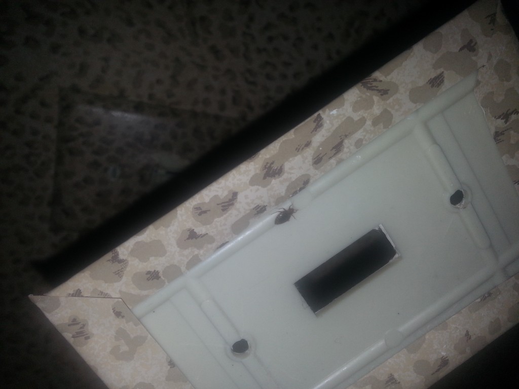 bed bug behind switch cover - Venus Pest Company