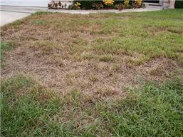 How to Get Rid of Chinch Bug, Aphid and Grub |Ornamental Pest Control ...
